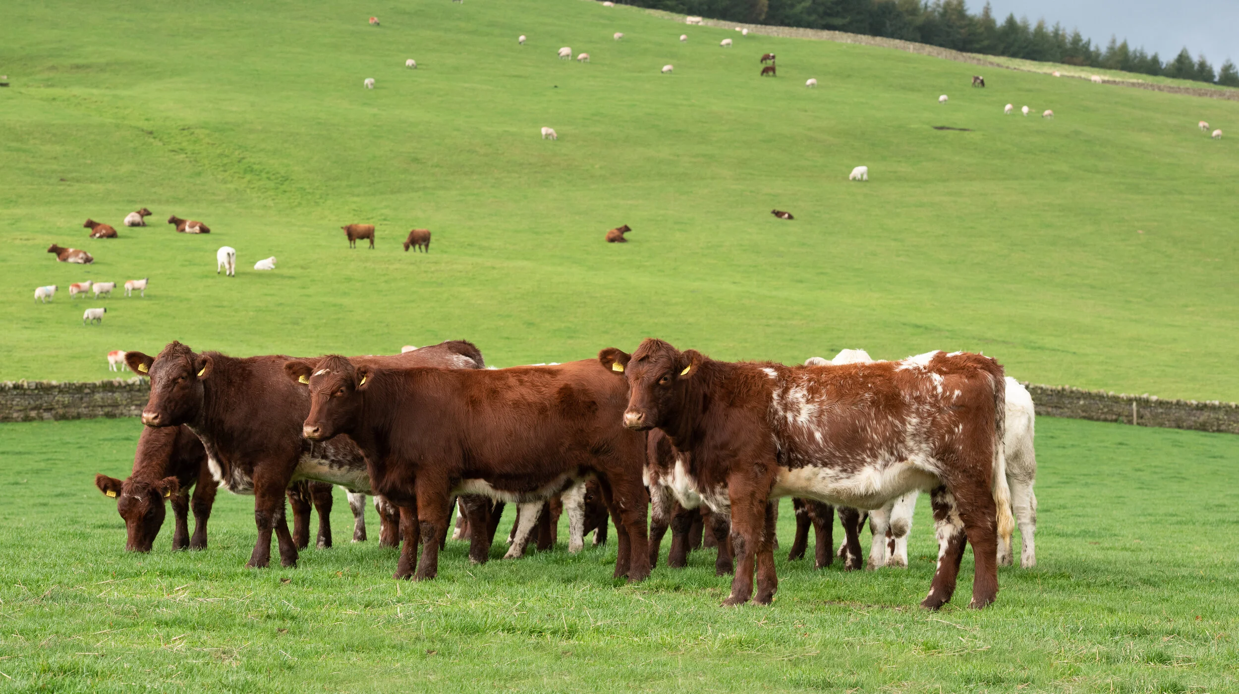 The Beef Shorthorn Cattle Society