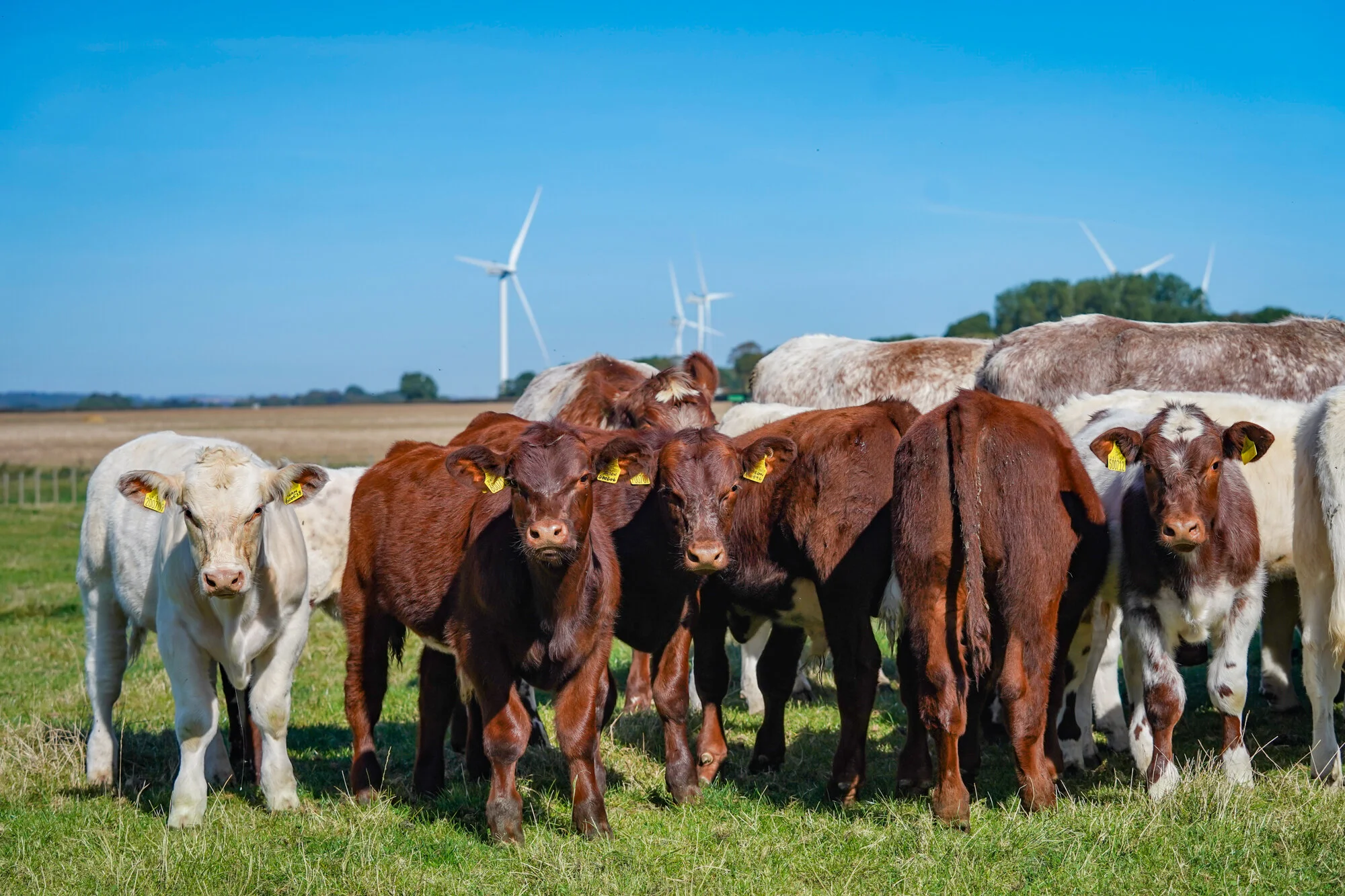 The Beef Shorthorn Cattle Society