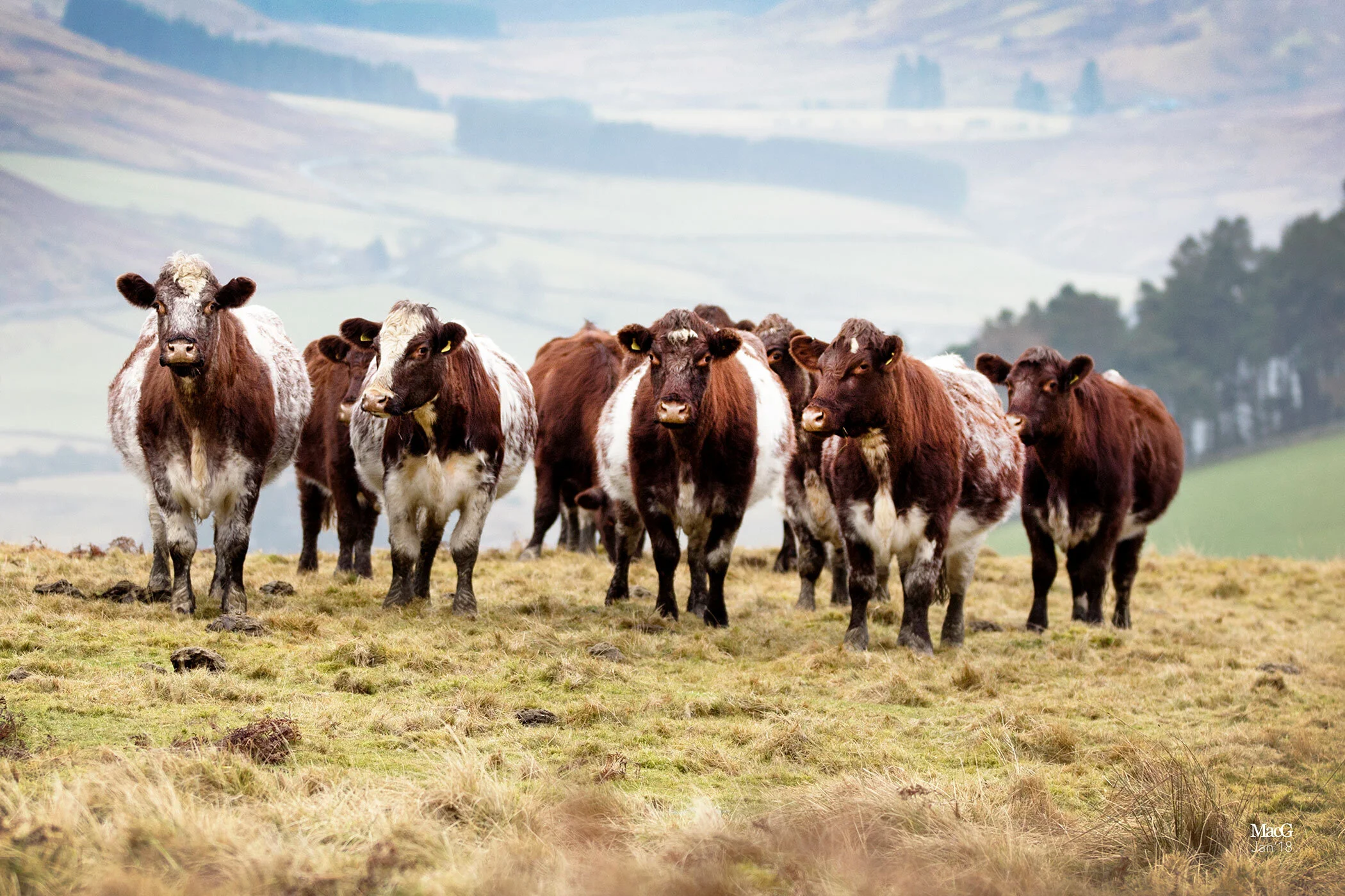Horned Shorthorn Cattle