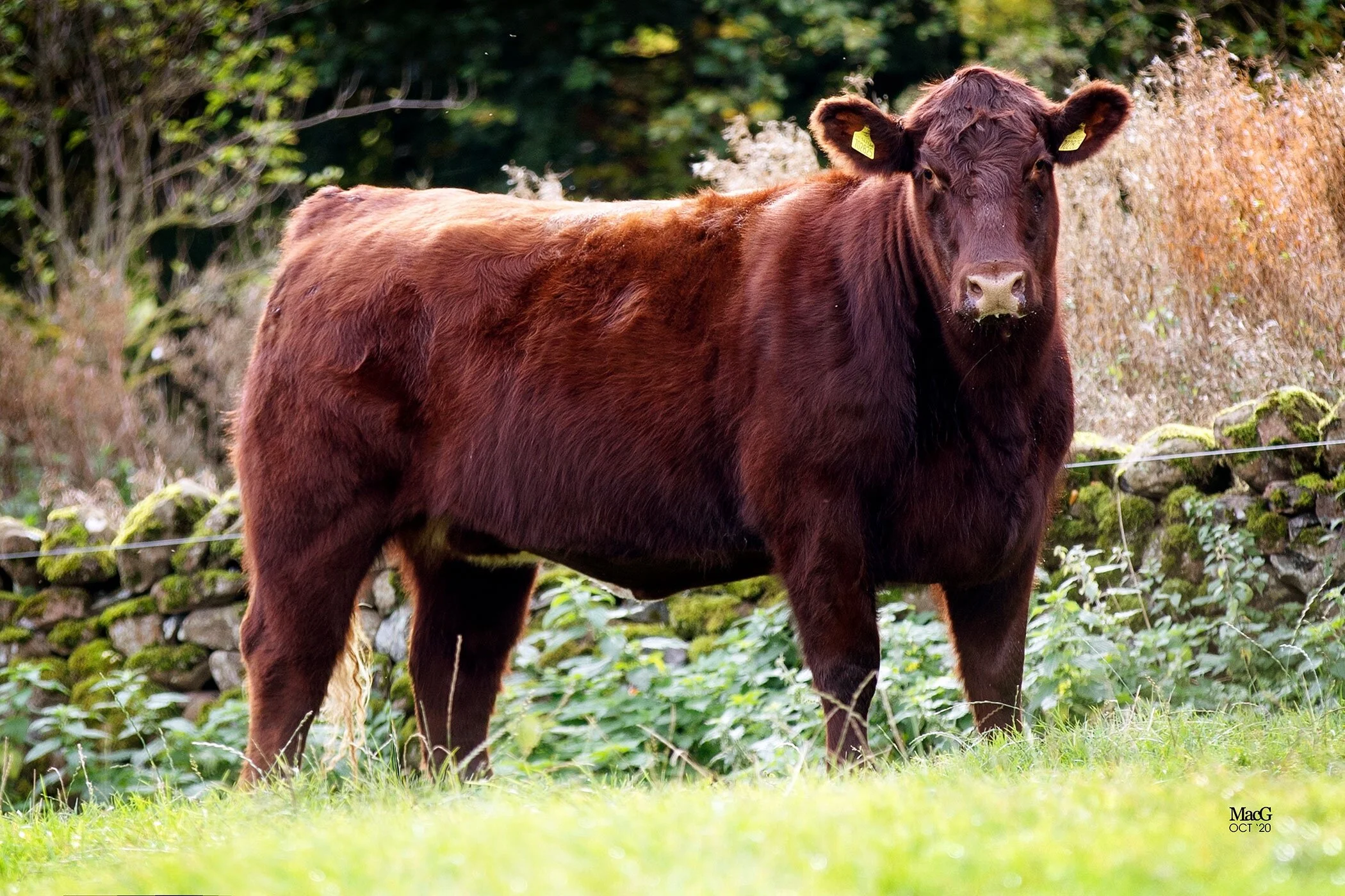 Red Shorthorn Cattle