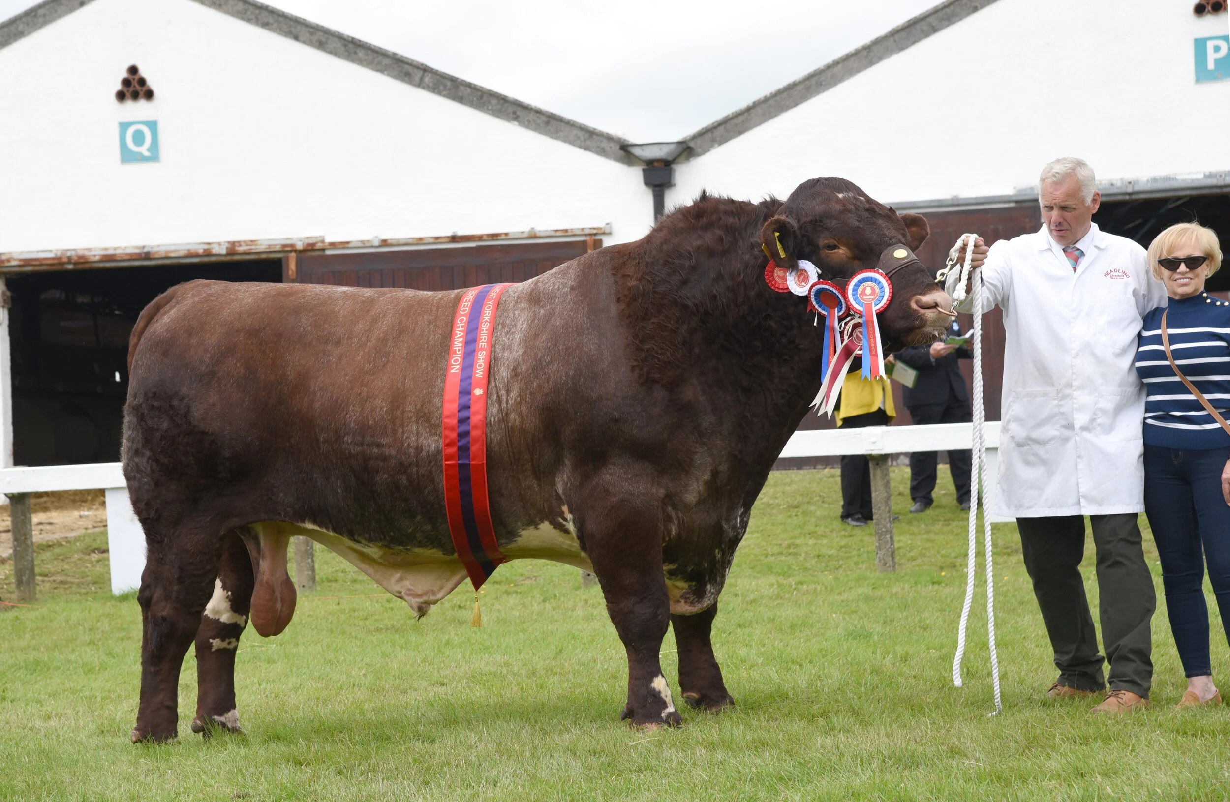 Show Results — The Beef Shorthorn Cattle Society