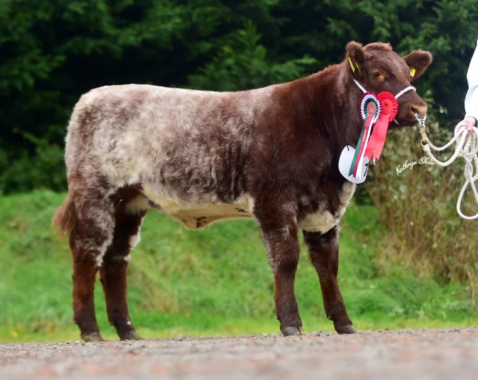 Shorthorn Show Cattle