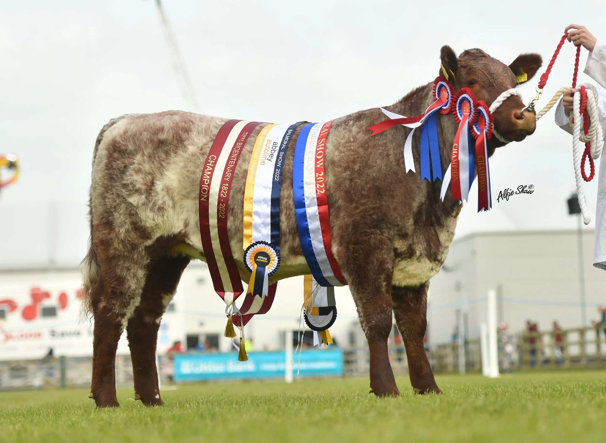 Show Results — The Beef Shorthorn Cattle Society
