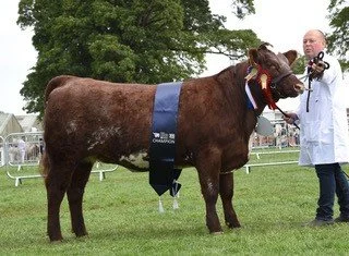 Show Results — The Beef Shorthorn Cattle Society