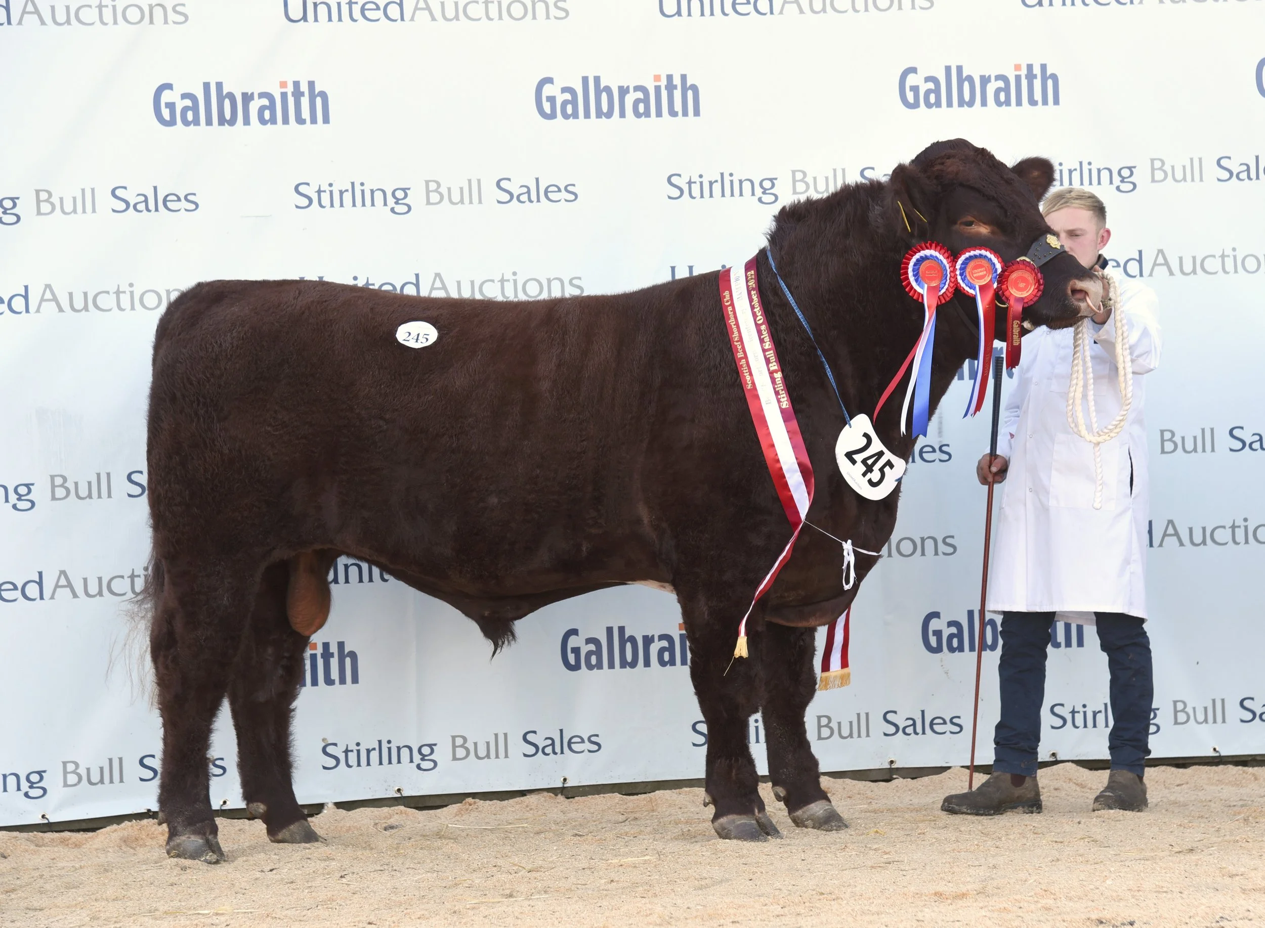 Show Results — The Beef Shorthorn Cattle Society