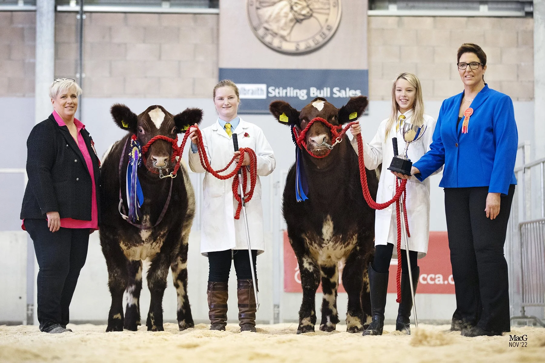 Show Results — The Beef Shorthorn Cattle Society