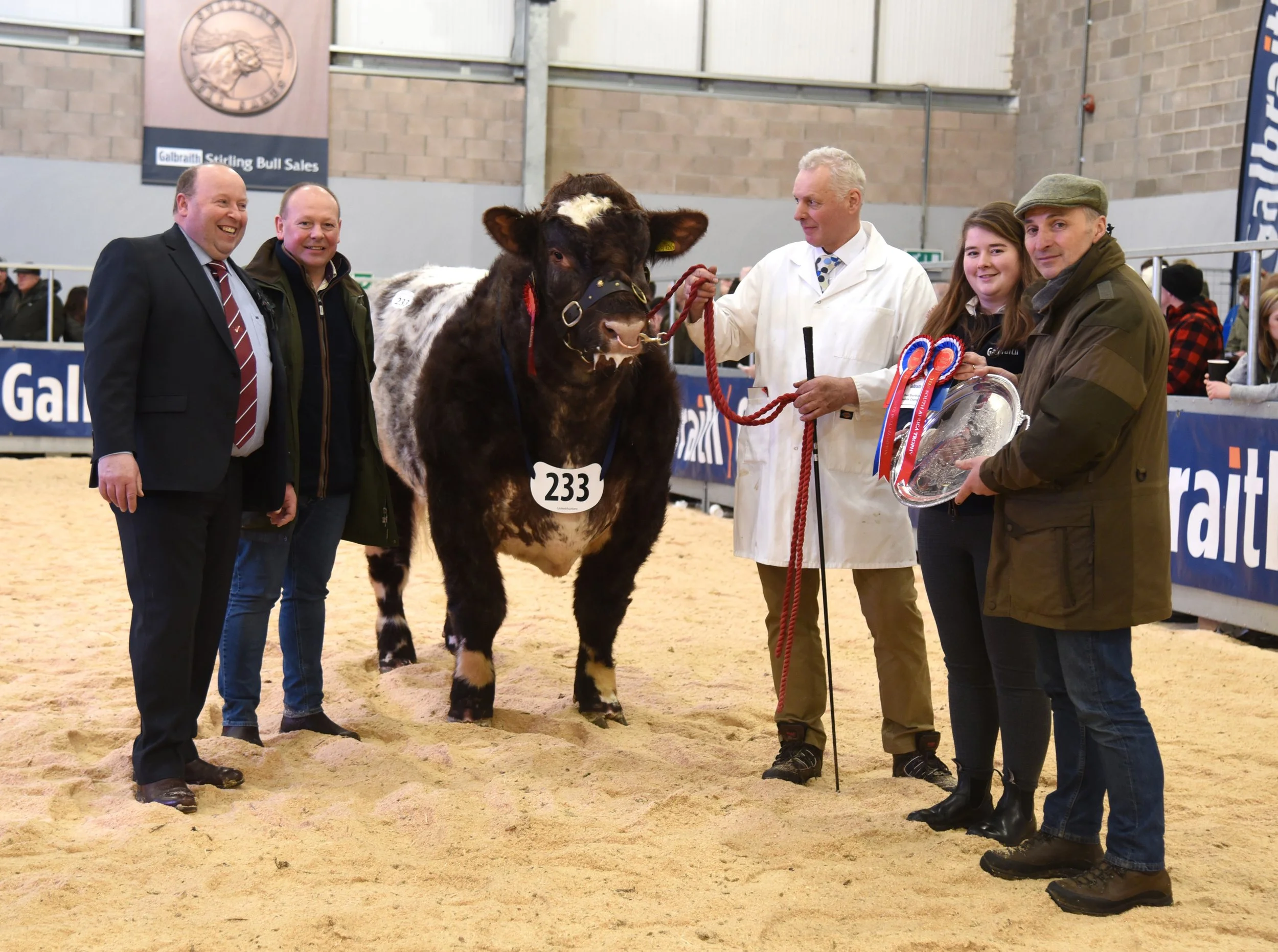Show Results — The Beef Shorthorn Cattle Society