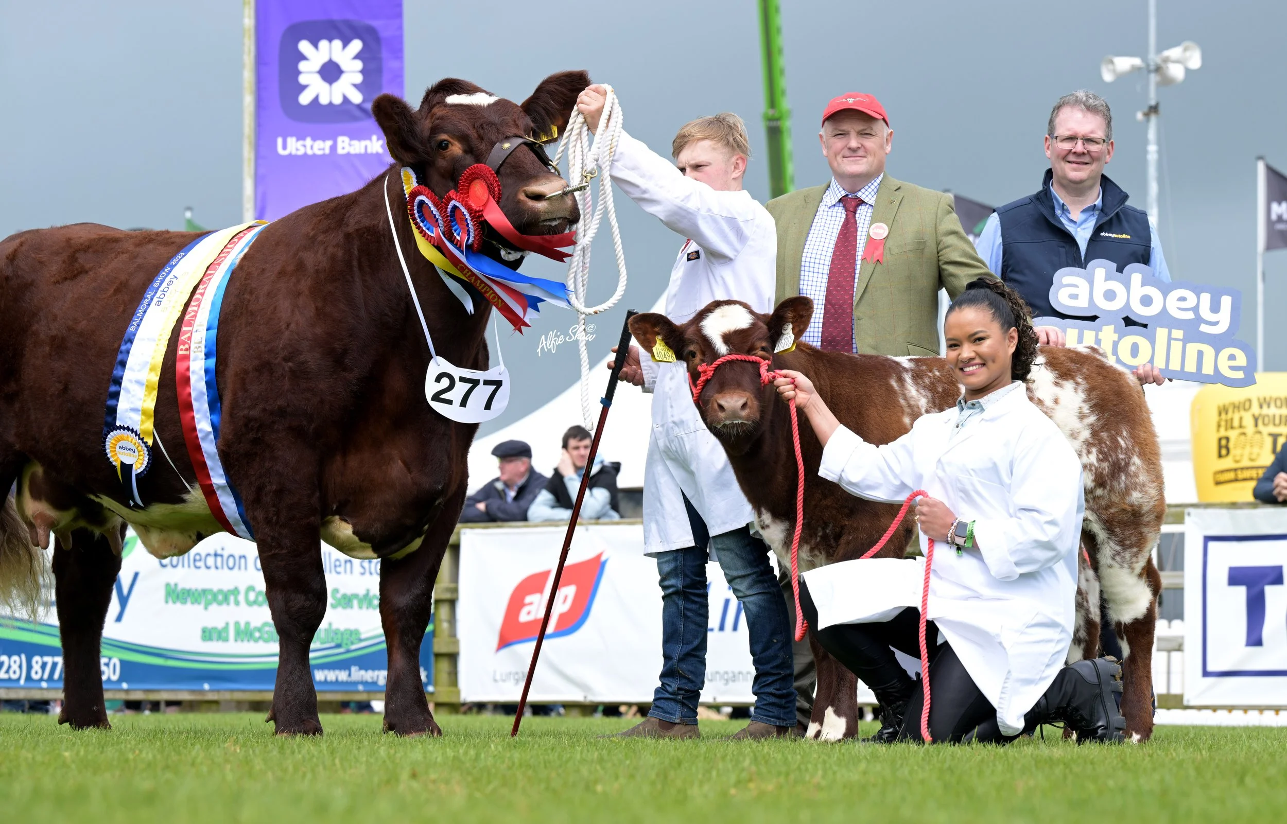 Show Results — The Beef Shorthorn Cattle Society