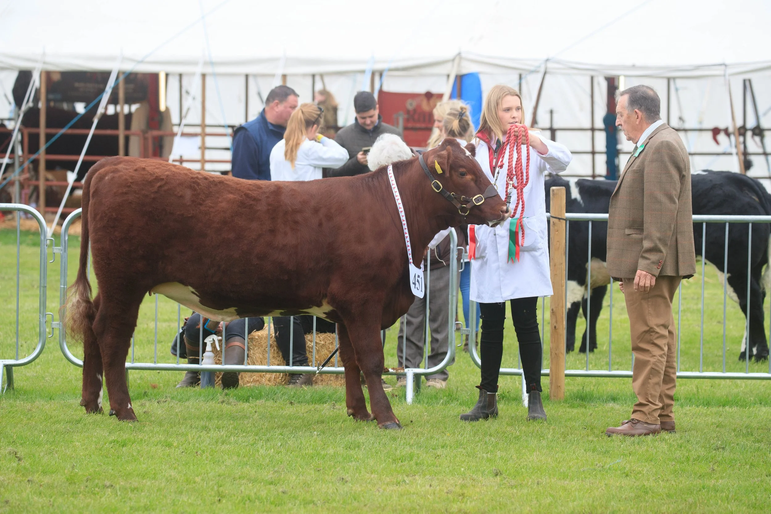Show Results — The Beef Shorthorn Cattle Society