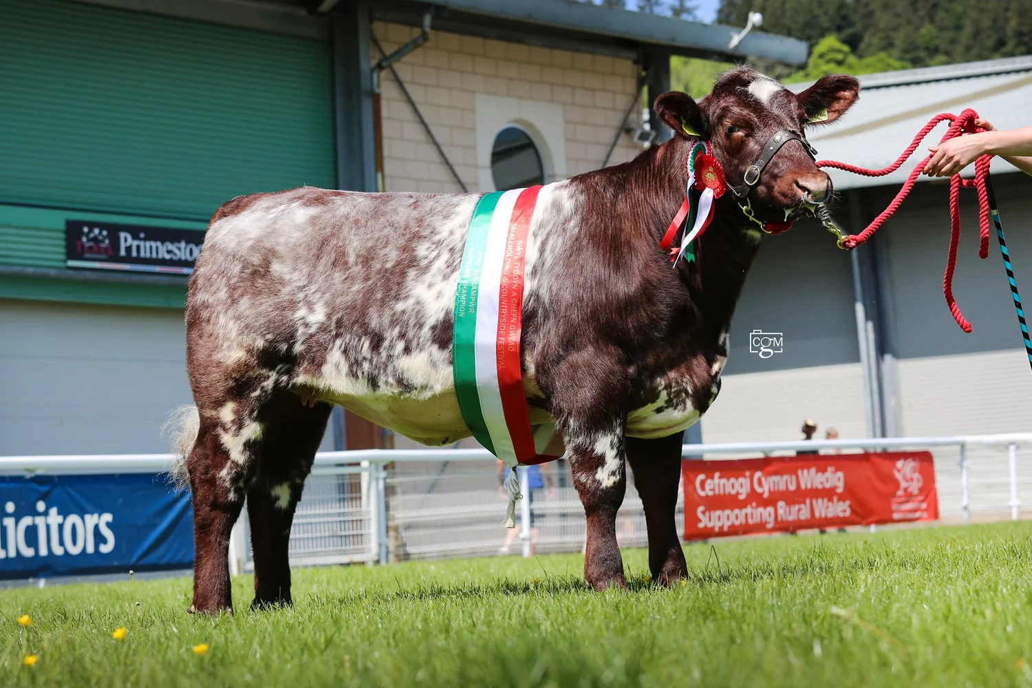 Shorthorn Show Cattle