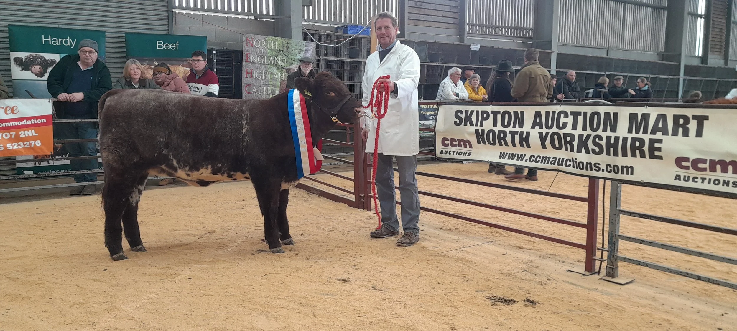 Show Results — The Beef Shorthorn Cattle Society
