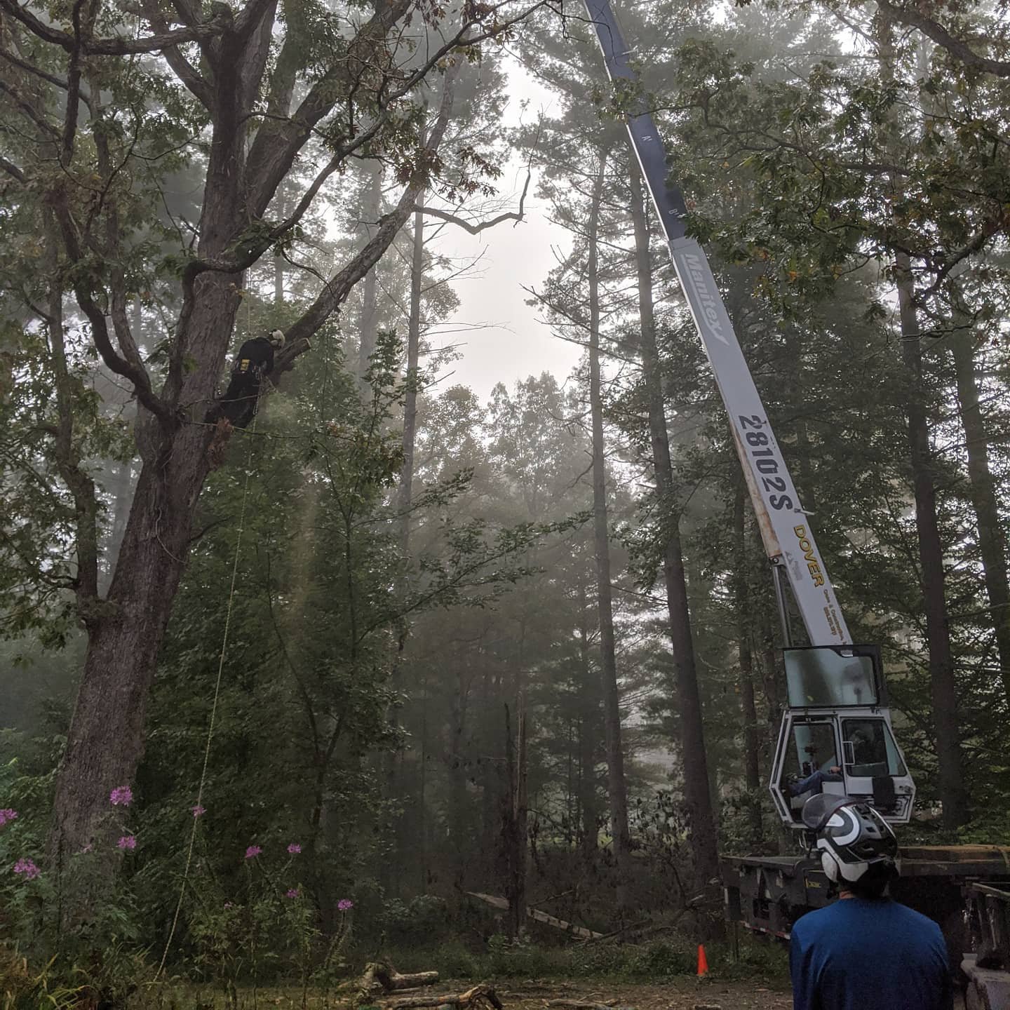 Grizzlybear Arborcare Portfolio | Asheville NC | Tree Services Photos ...