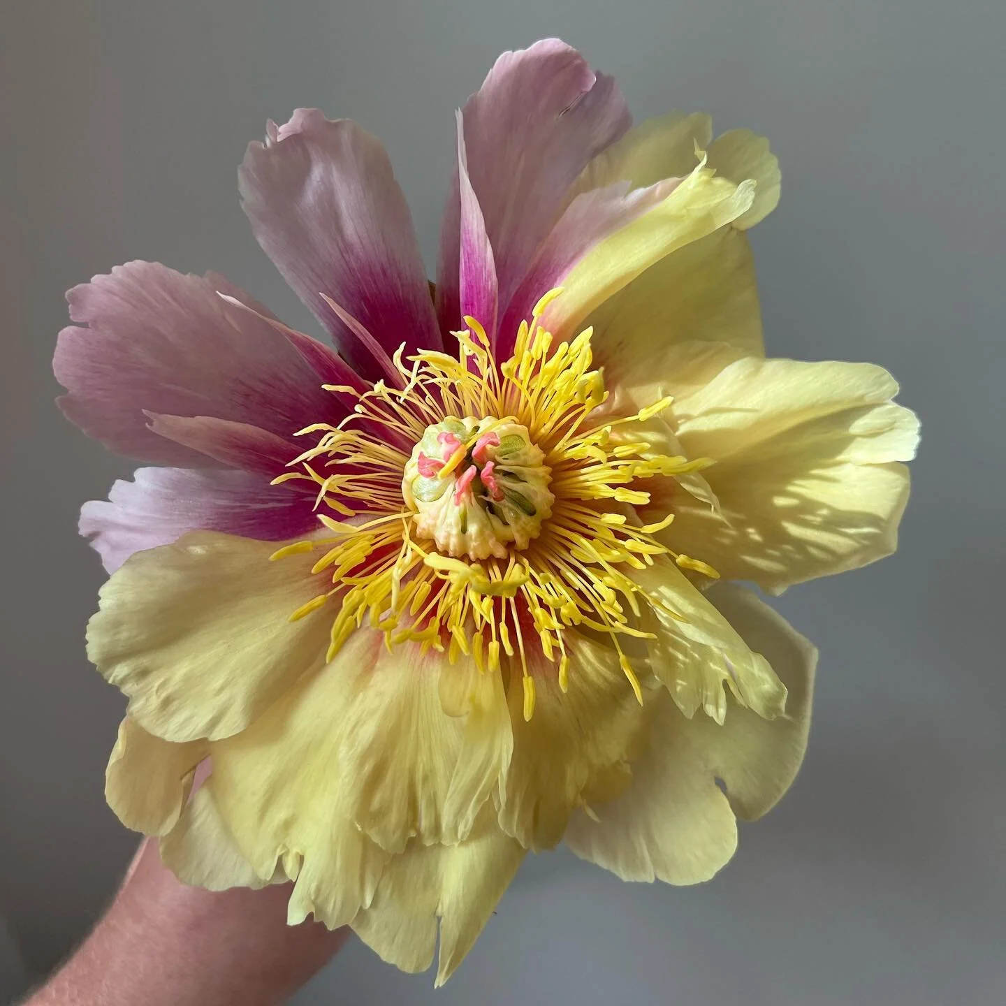 Lavender & Lily Floral