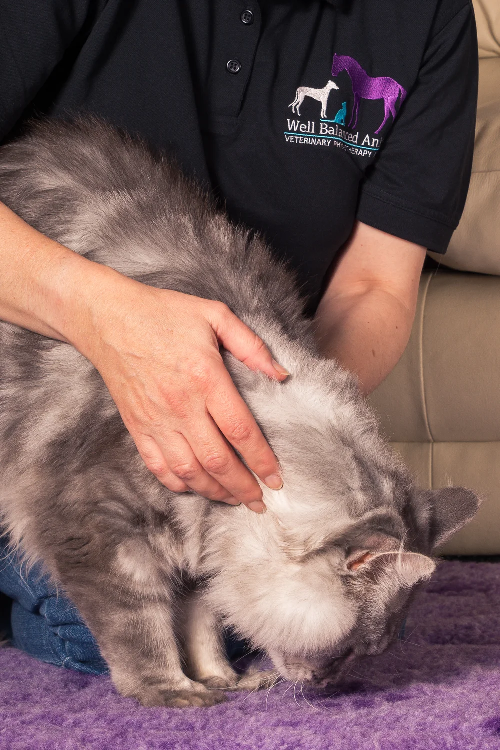 Tellington TTouch Training — Well Balanced Animals - Vet Physios