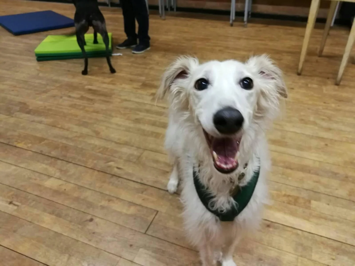 Well Balanced Animals - Vet Physios