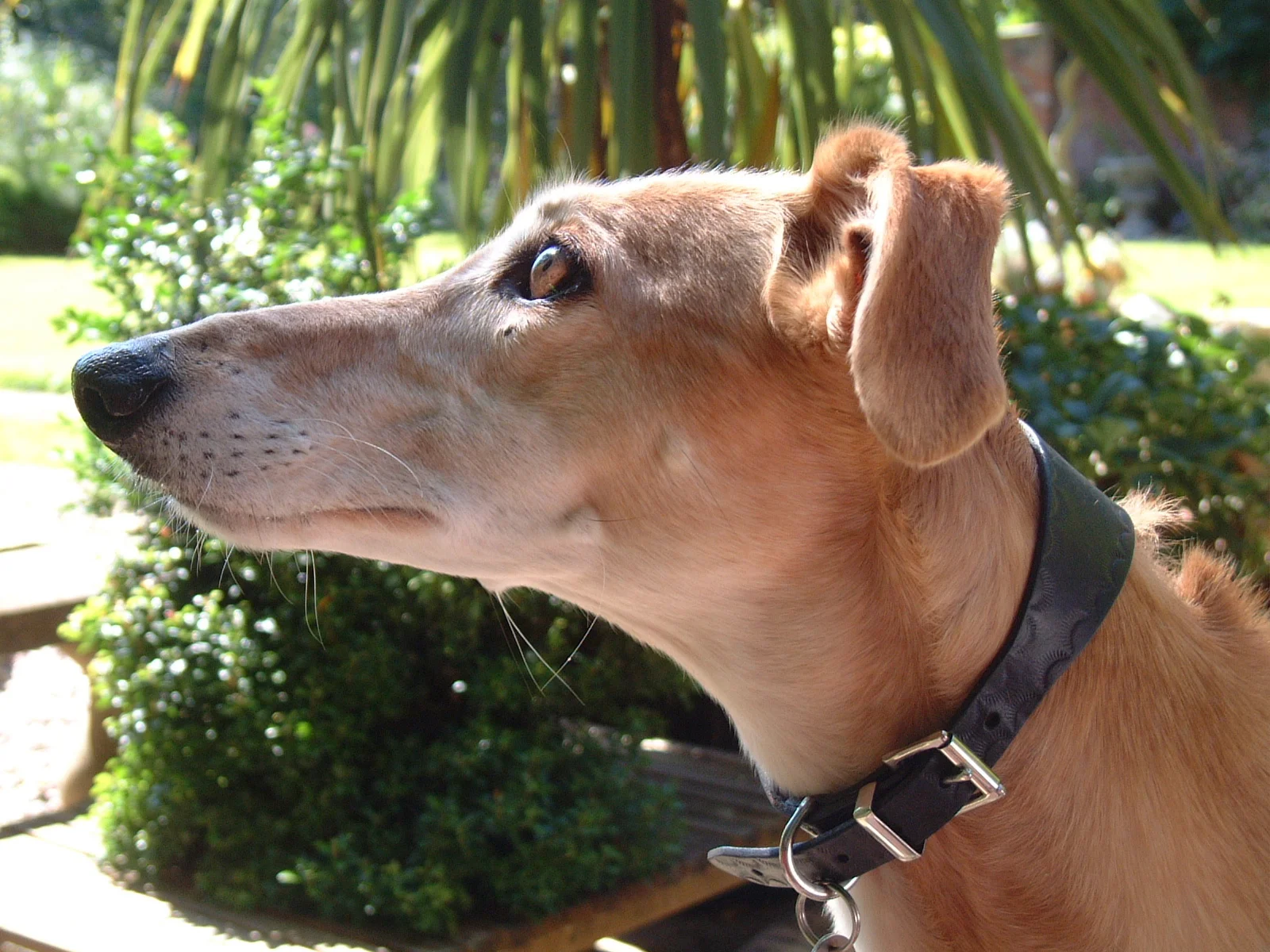 Well Balanced Animals - Vet Physios