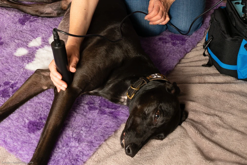 Well Balanced Animals - Vet Physios