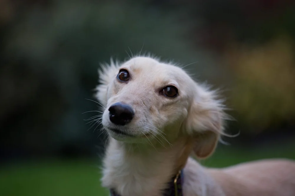 Bleeding disorder in greyhounds and other sighthounds — Well Balanced ...