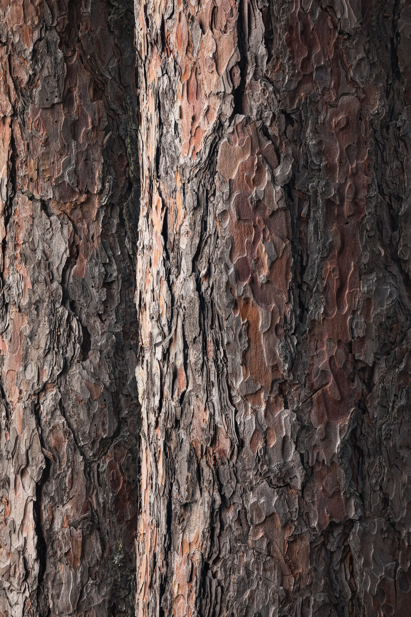 Texture in the Trees — Slow Photography Movement