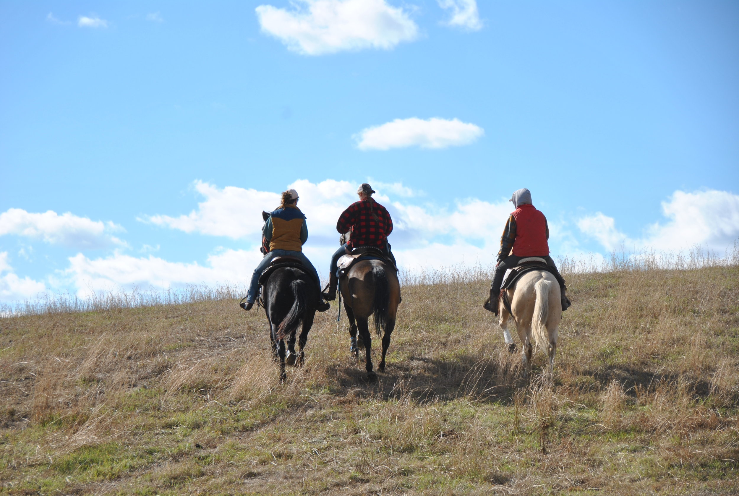 Draft cross — Lucky Seven Ranch