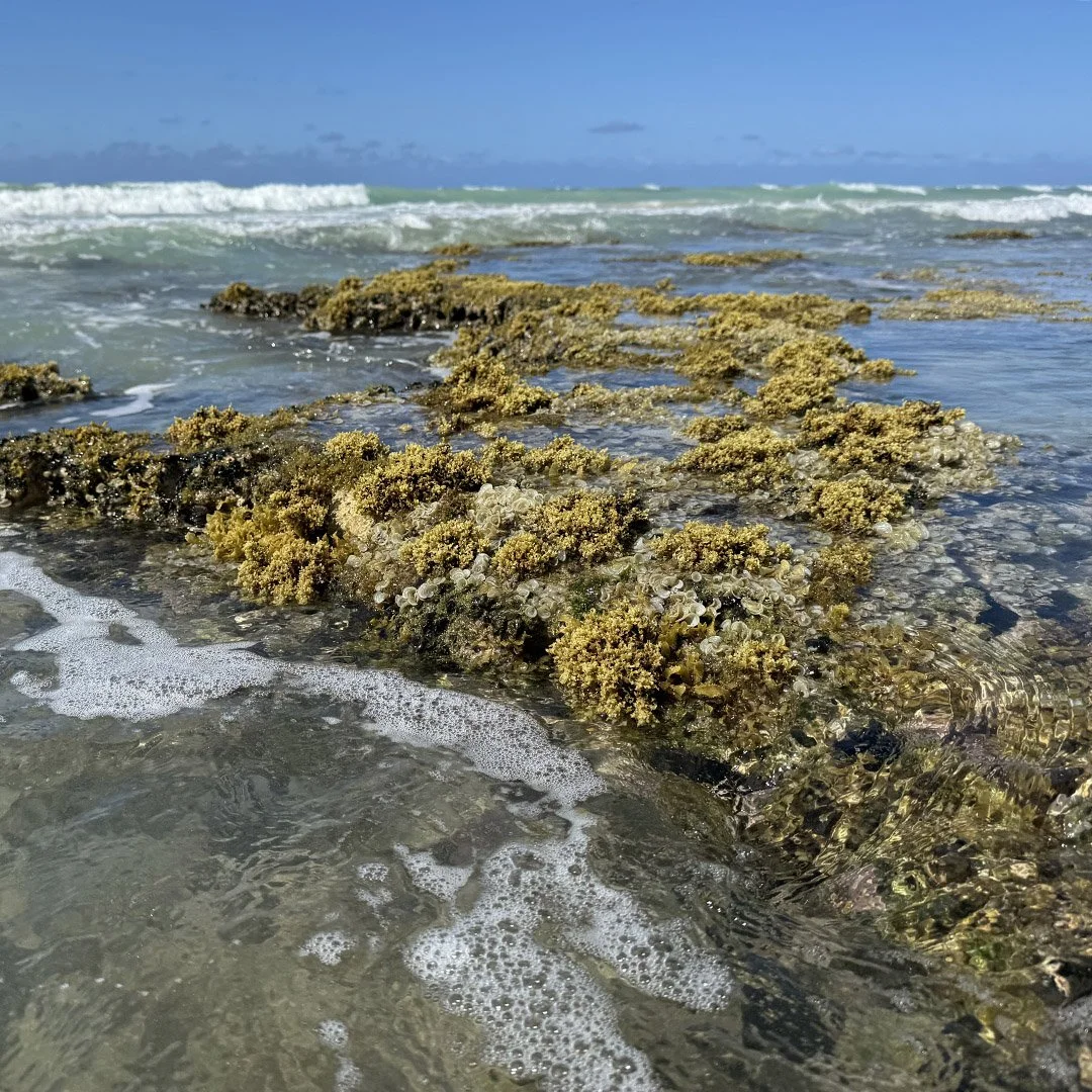 What’s that Limu? 4th Annual Intertidal Exploration Event in Hawai‘i ...