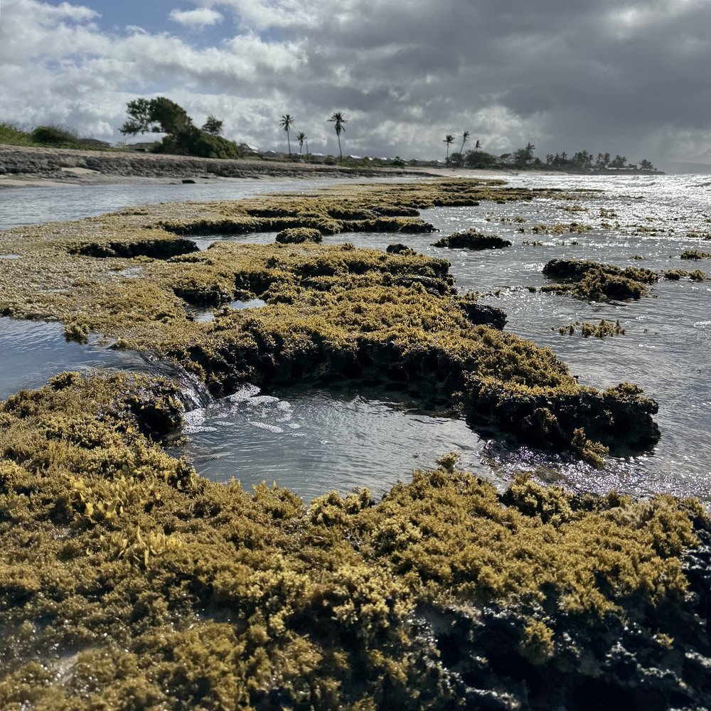 What’s that Limu? 4th Annual Intertidal Exploration Event in Hawai‘i ...