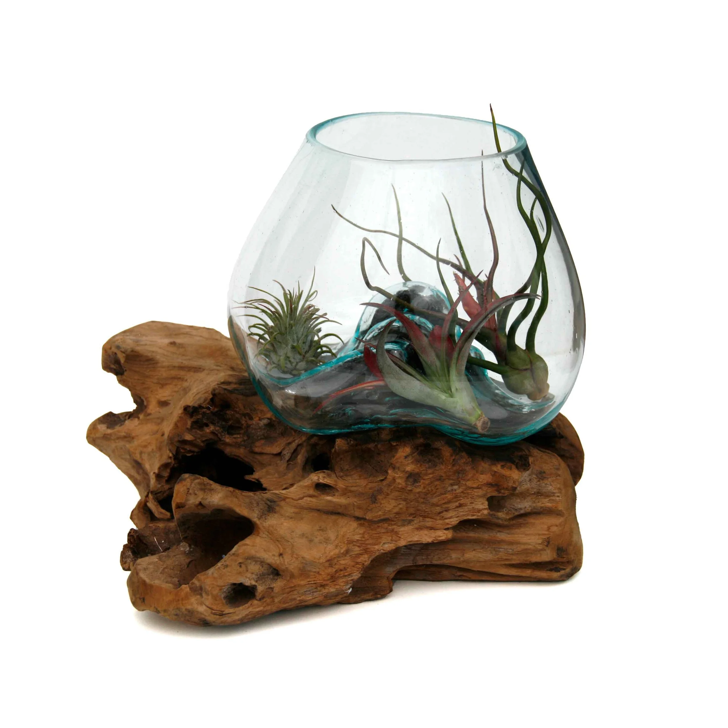 Medium Glass and Driftwood Terrarium | Asia West