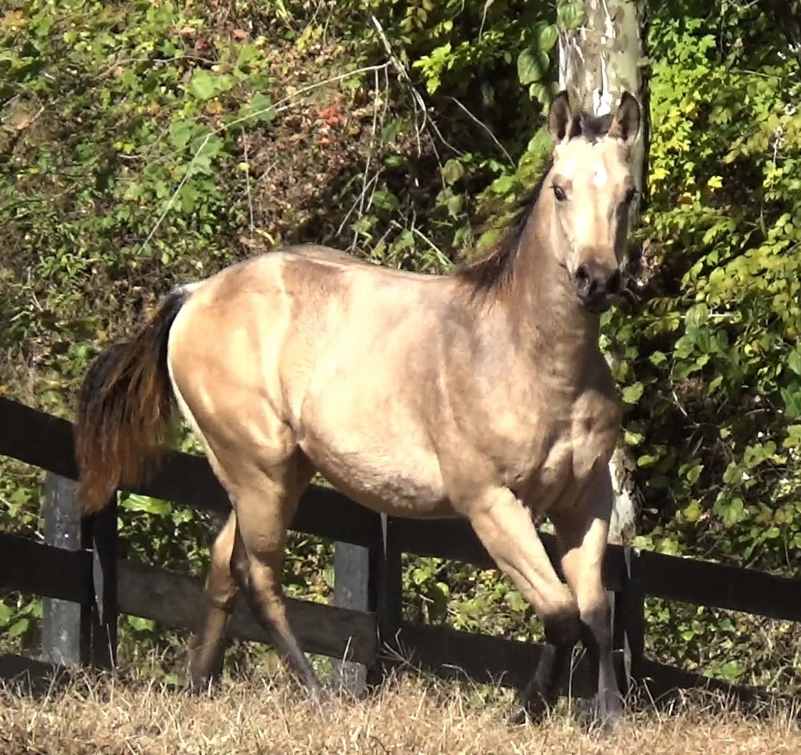 Zebra Dun Quarter Horse