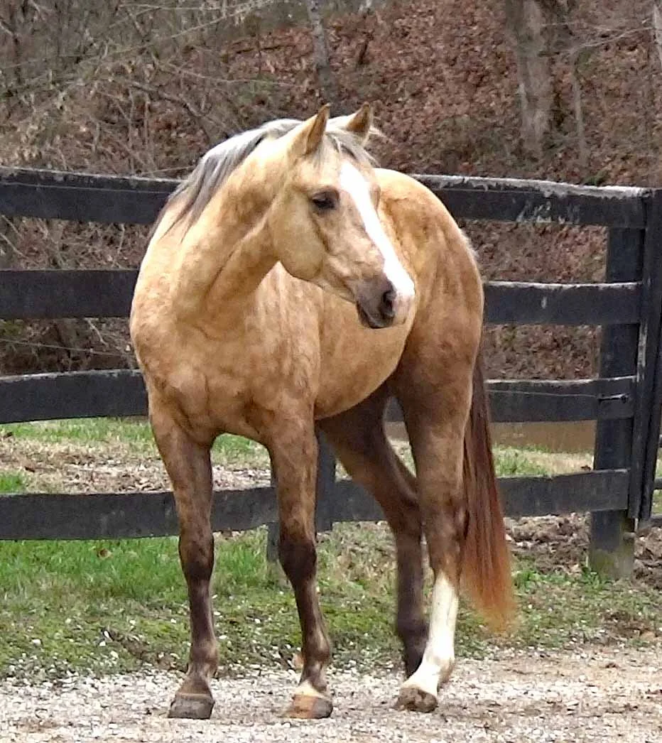 Dappled Palomino Quarter Horse