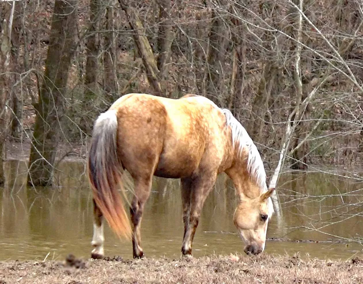 Classic Clay King, AQHA Gelding. — Horse Of Your Dreams