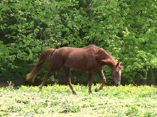 Hidalgo — Horse Of Your Dreams