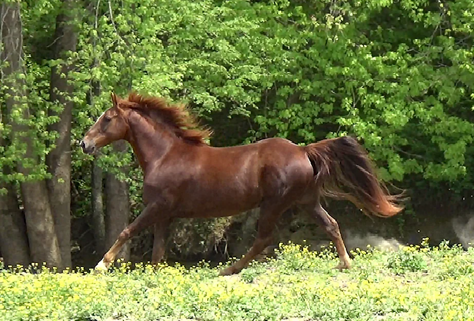 Hidalgo — Horse Of Your Dreams