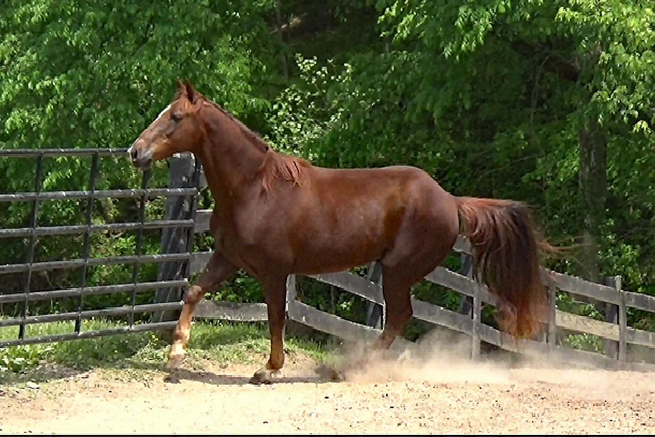 Hidalgo — Horse Of Your Dreams