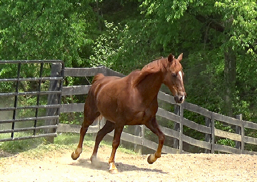 Hidalgo — Horse Of Your Dreams