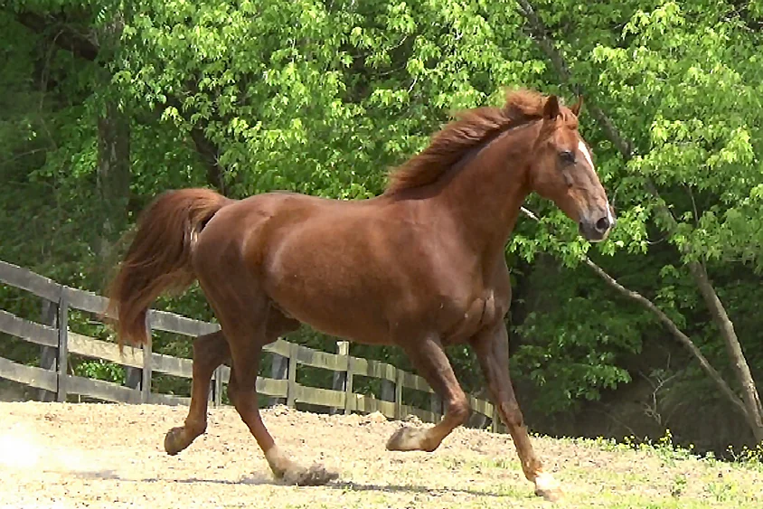 Hidalgo — Horse Of Your Dreams