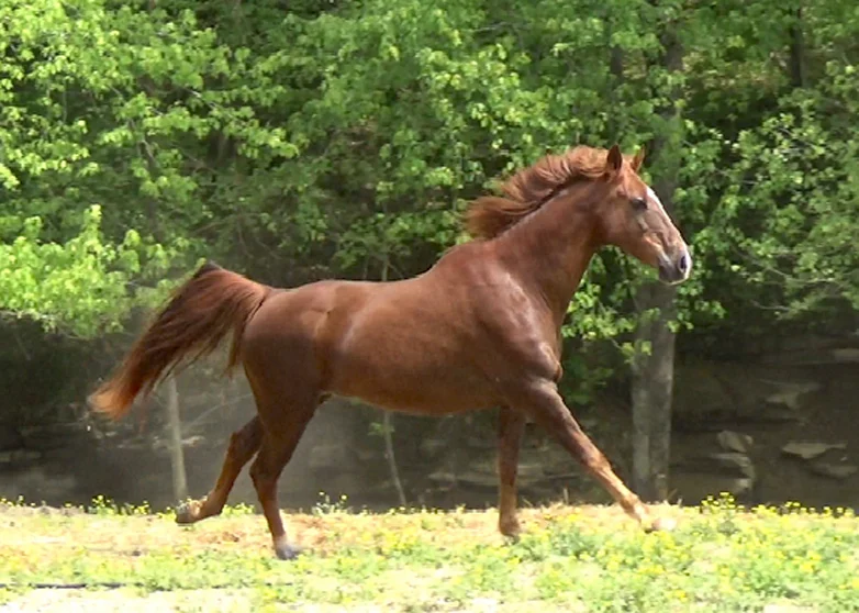 Hidalgo — Horse Of Your Dreams