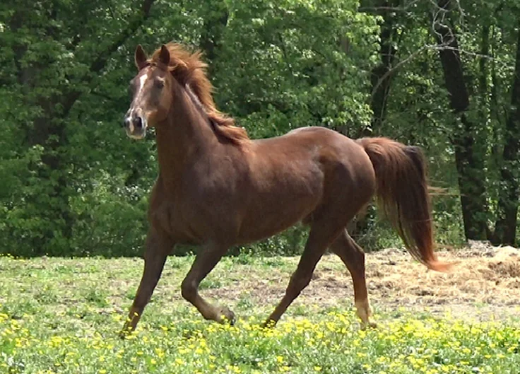 Hidalgo — Horse Of Your Dreams
