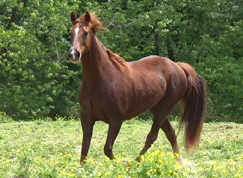 Hidalgo — Horse Of Your Dreams