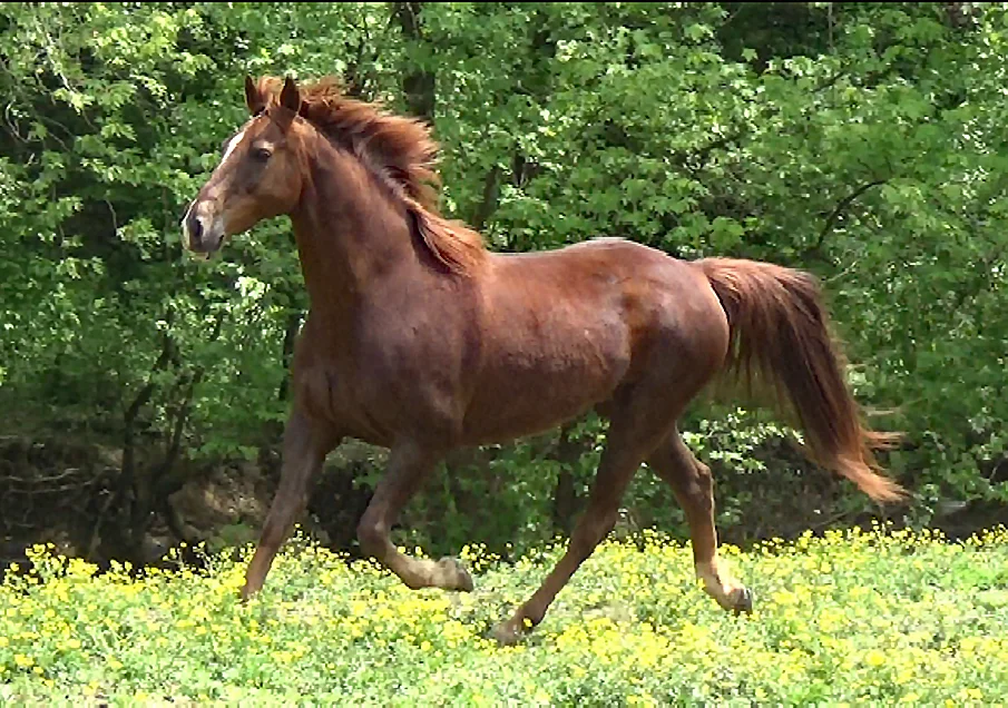 Hidalgo — Horse Of Your Dreams