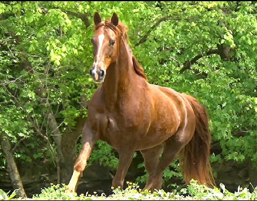 Hidalgo — Horse Of Your Dreams