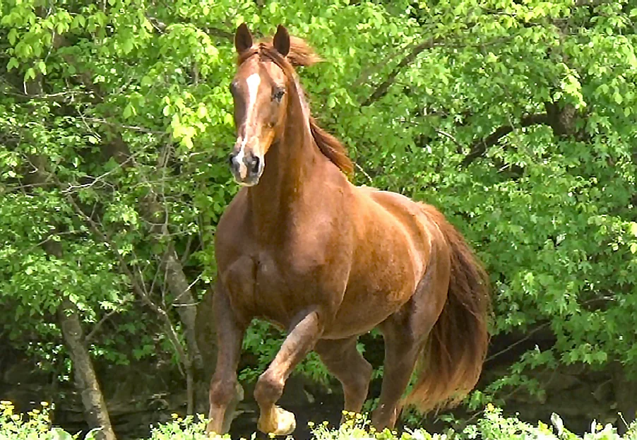 Hidalgo — Horse Of Your Dreams