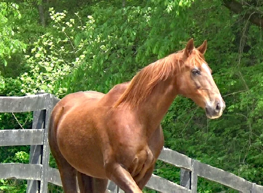 Hidalgo — Horse Of Your Dreams