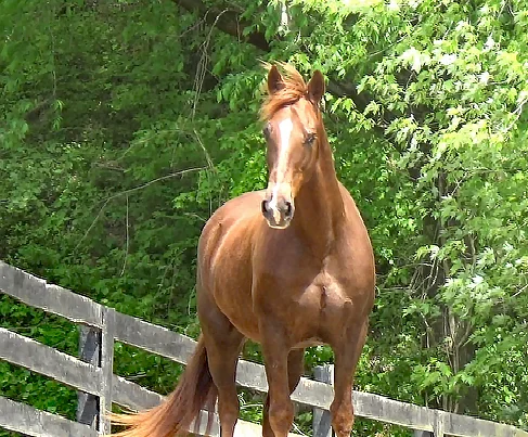 Hidalgo — Horse Of Your Dreams