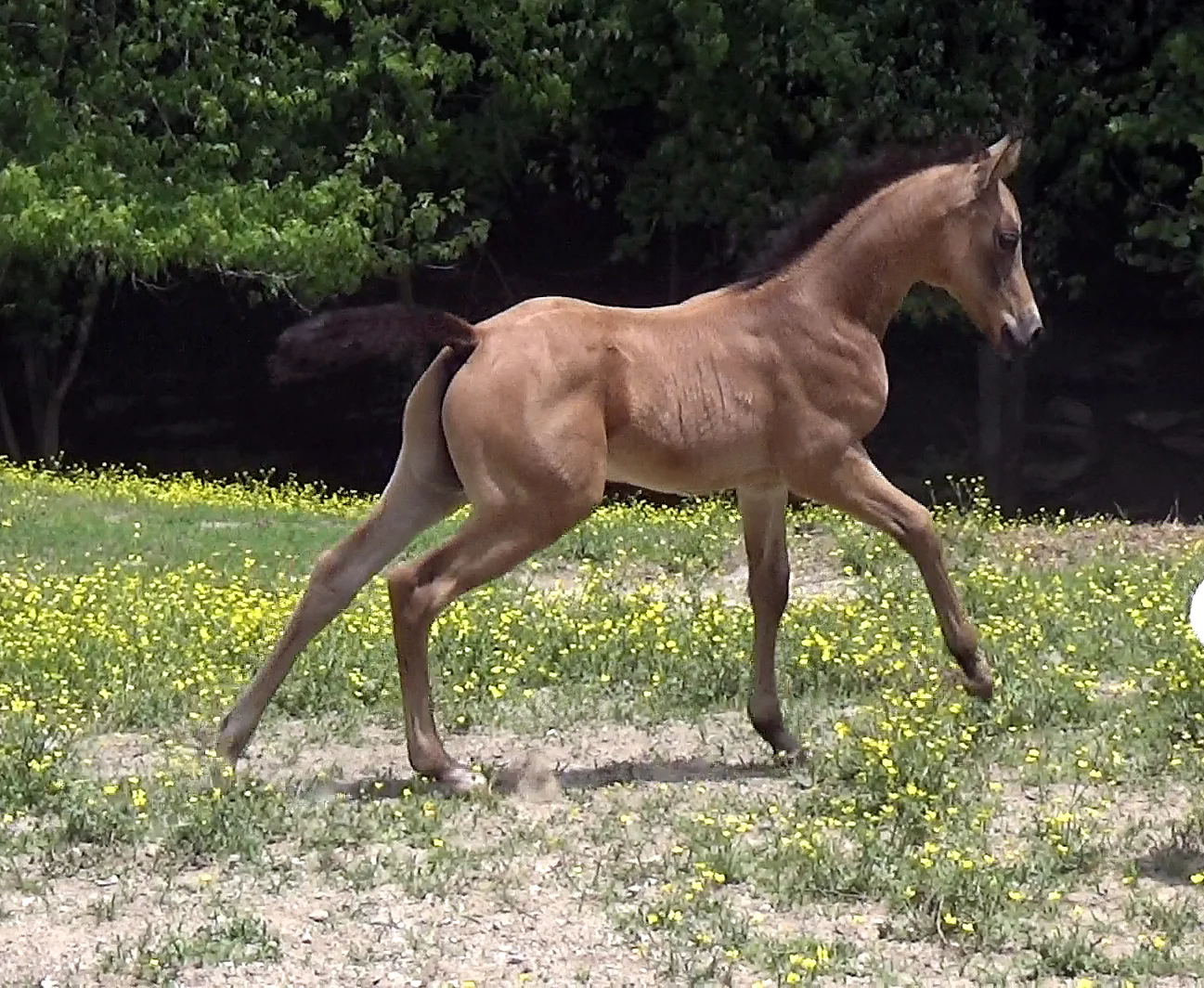 Buckskin Arabian Horses
