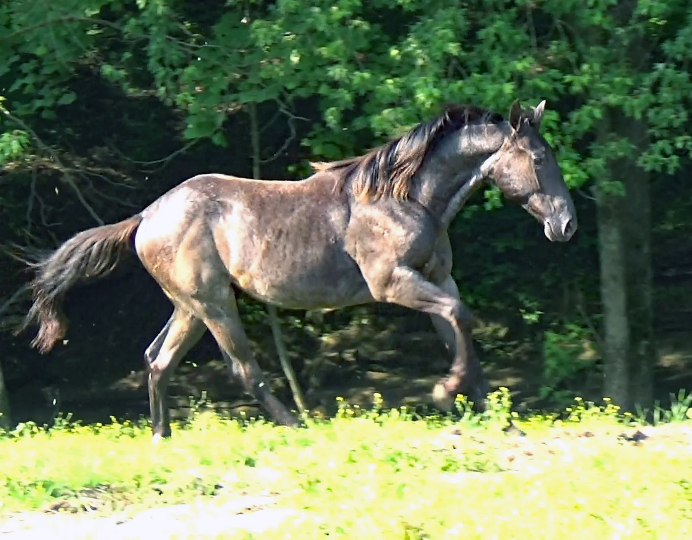 Blue Roan AQHA Colt at Horse of your dreams — Horse Of Your Dreams