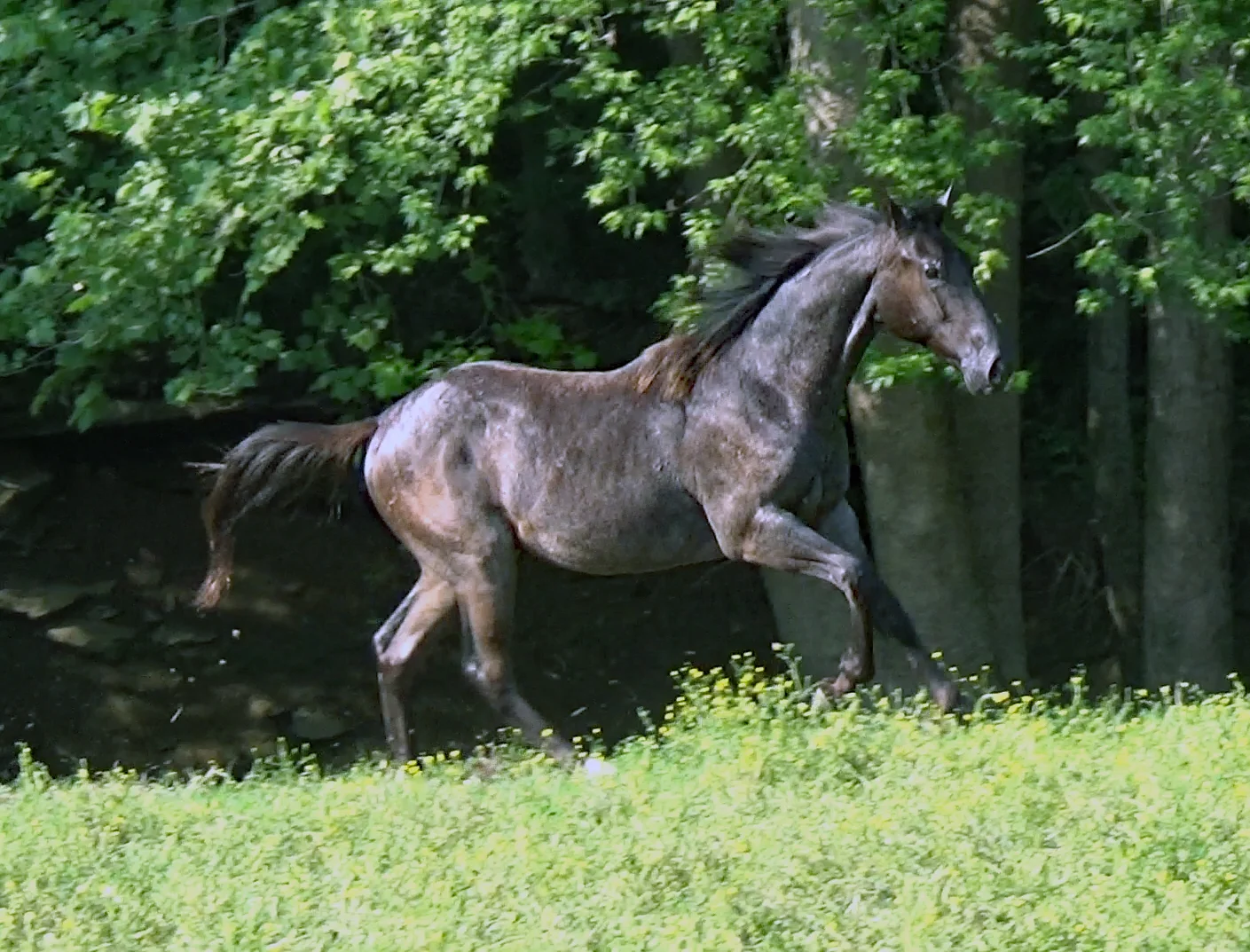 Blue Roan AQHA Colt at Horse of your dreams — Horse Of Your Dreams