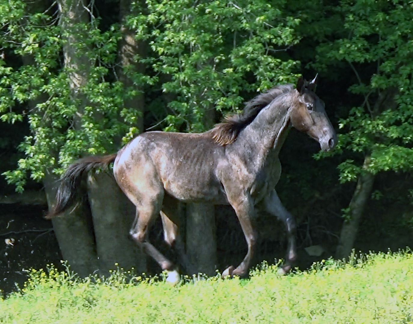 Blue Roan AQHA Colt at Horse of your dreams — Horse Of Your Dreams