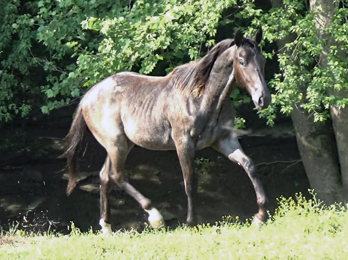 Blue Roan AQHA Colt at Horse of your dreams — Horse Of Your Dreams
