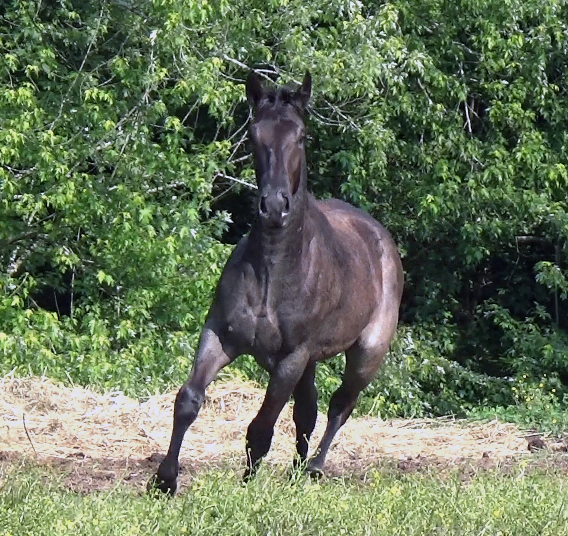 Blue Roan AQHA Colt at Horse of your dreams — Horse Of Your Dreams