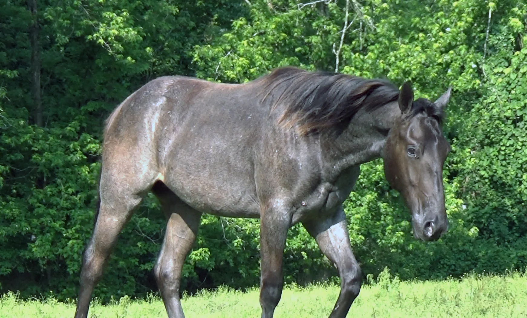 Blue Roan Quarter Horse Jumping